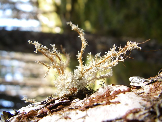 Landscape Ecology and Spatial Analysis Lab | Yolanda F. Wiersma