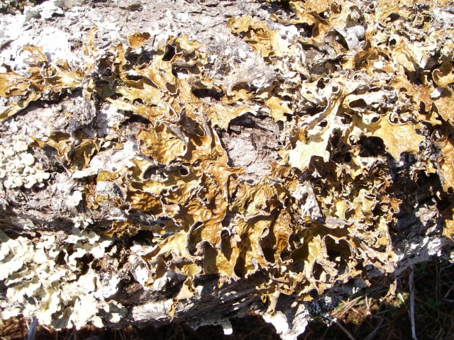 Landscape Ecology and Spatial Analysis Lab | Yolanda F. Wiersma